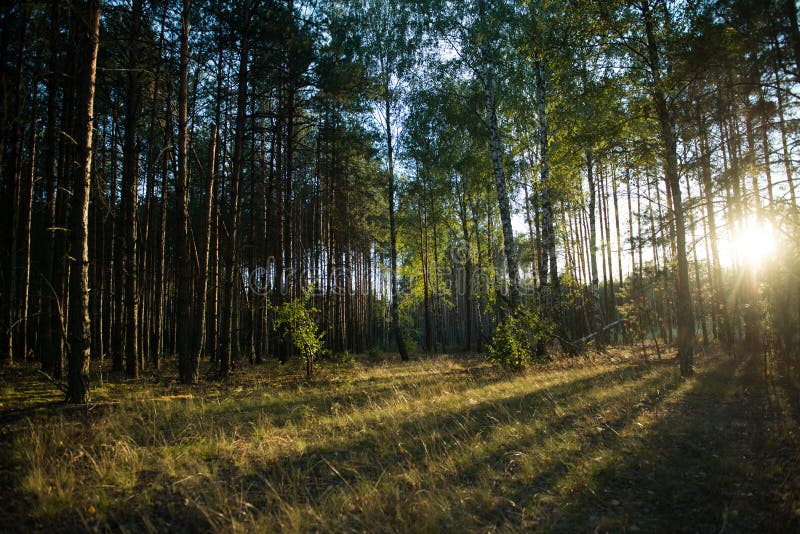 Evening Scenic Forest Lit by the Setting Sun Stock Image - Image of ...