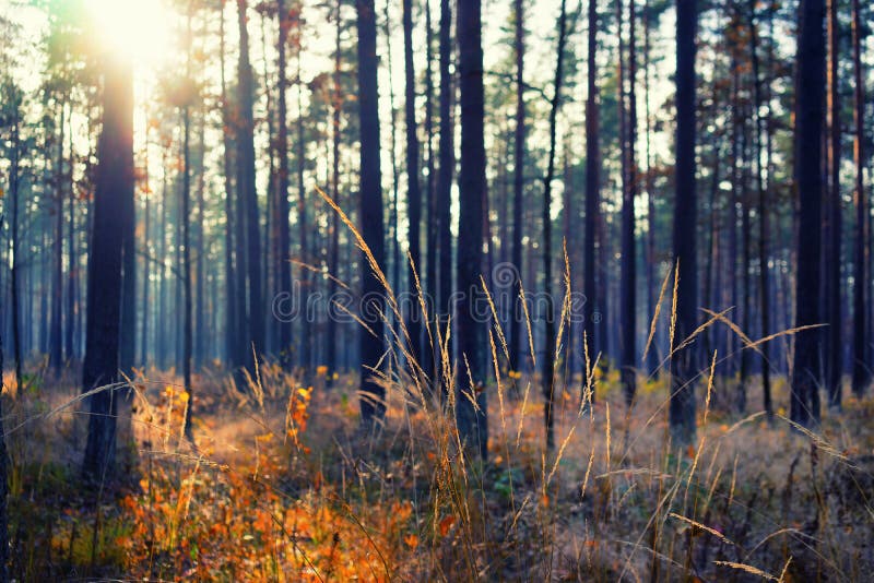 Evening Setting Sun through the Trees in the Forest Stock Image - Image ...