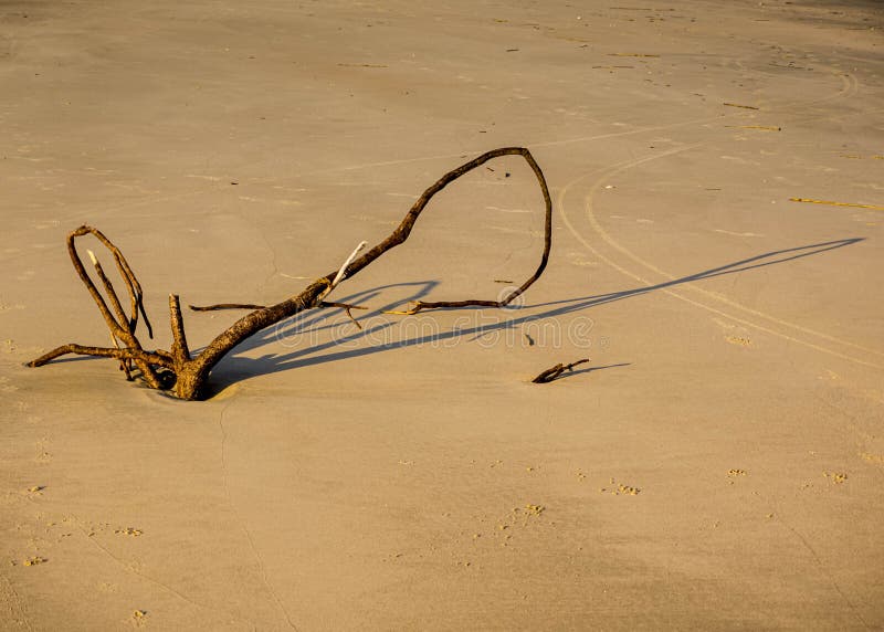 Evening Shadows on a Sand Covered Tree Top Stock Photo - Image of ...