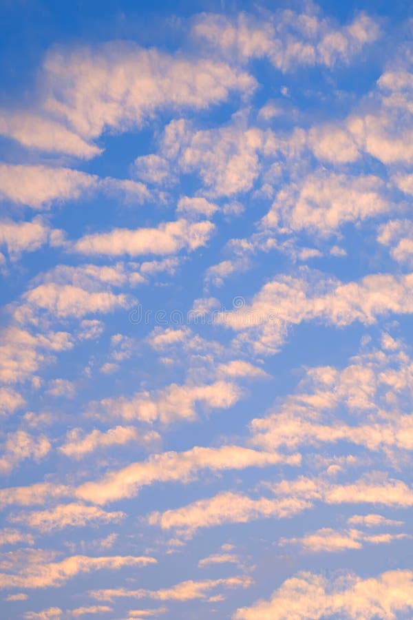Evening Sky Background with Many Fluffy Clouds (Cirrocumulus) on Blue Sunset Sky in Vertical ...