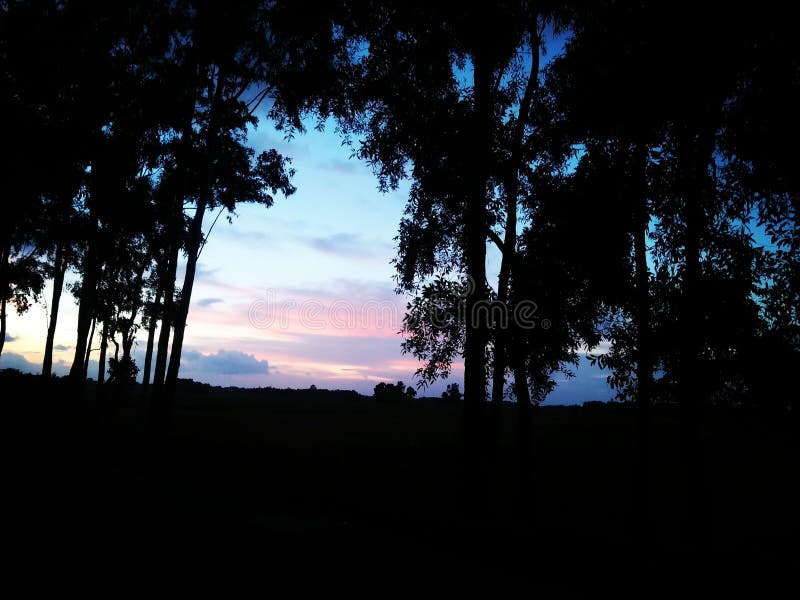 Evening Sky is so Beautiful Trees Welcome the Night Stock Photo - Image ...