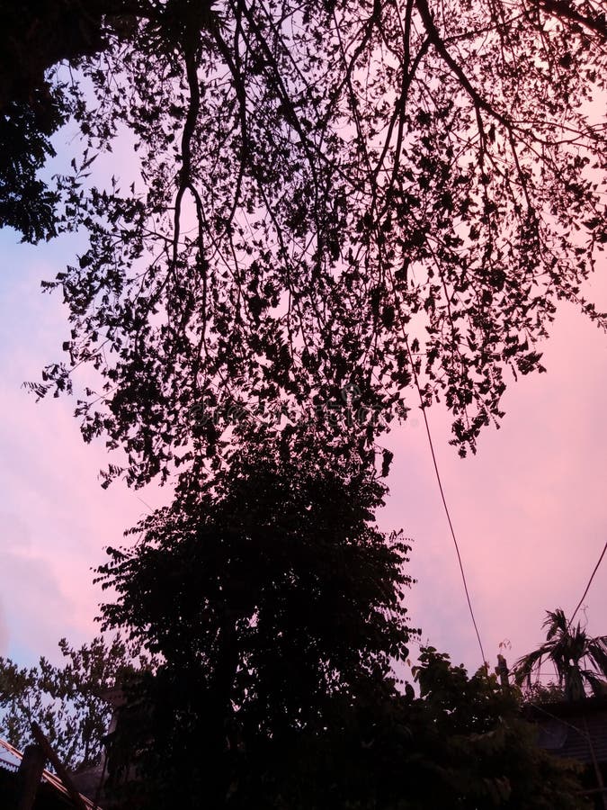 Evening Sky and Branch of Tree Leaf Stock Image - Image of leaf ...