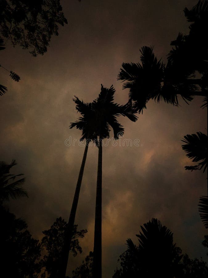 Evening Sky Dark Shadow Brown Environment Trees Wallpaper Stock Image ...