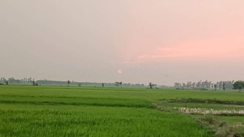 Evening sky with half sun stock photo. Image of rice - 273231896