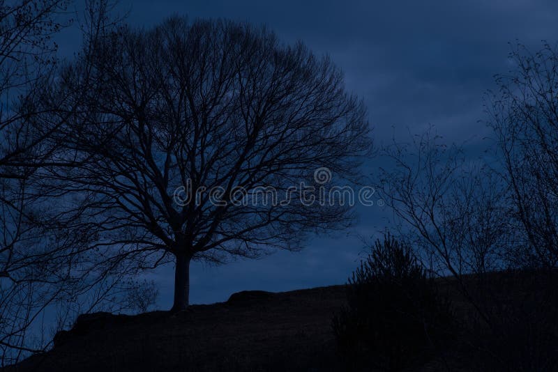 Evening Sky Landscape with Large Tree on Hilltop Stock Image - Image of ...