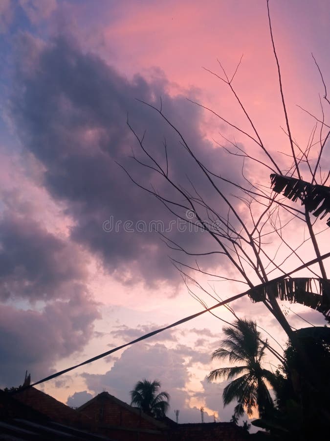 The Evening Sky Looks Very Aesthetic, Plus Tree Branches Which Make the ...