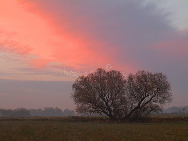Evening Sky stock photo. Image of slovakia, plants, tree - 83008530