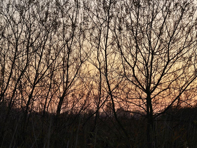 Evening Sky Seen through Silhouetted Trees Stock Photo - Image of dusk ...
