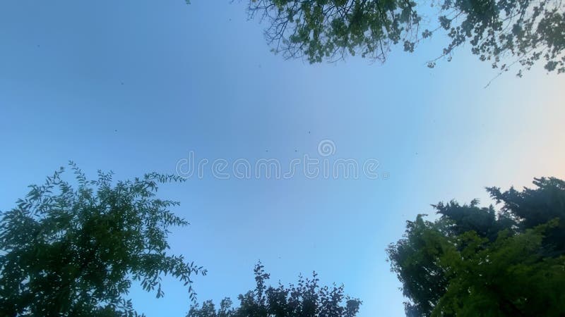 Evening Sky View through Tree Branches in Summer Stock Footage - Video ...