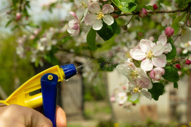 Evening Spraying of Branches of a Flowering Apple Tree in the Garden ...