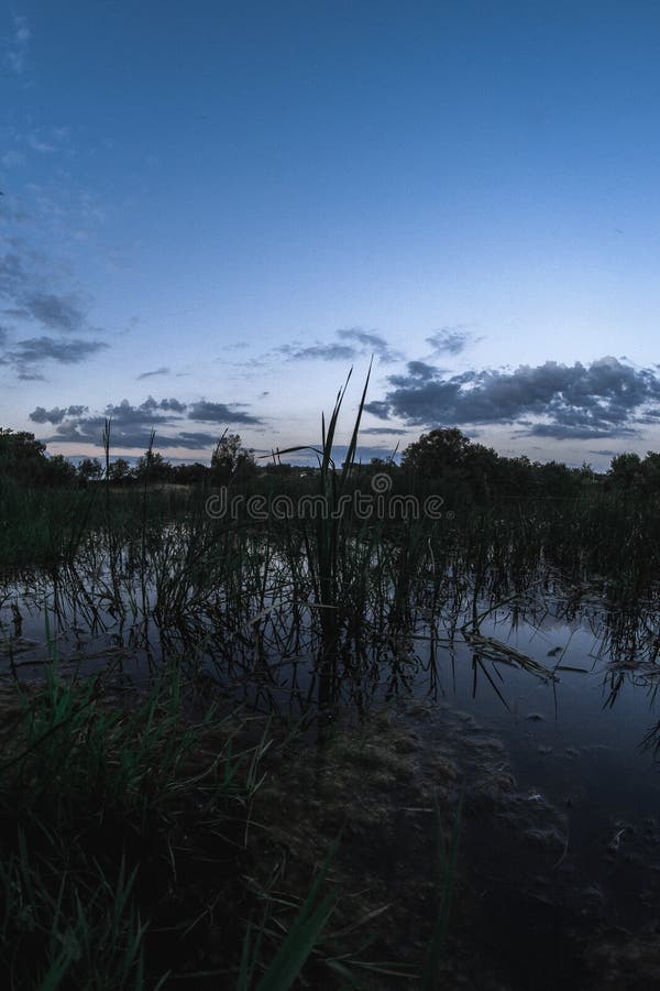 Evening Summer Landscape on the Pond Stock Photo - Image of island ...