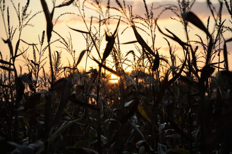 Evening Sun Behind Corn Field Stock Image - Image of landscape, field ...