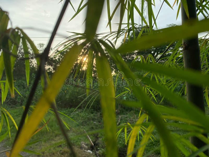 Beautiful Evening Sun Behind the Leaves of Bamboo Trees Stock Photo ...