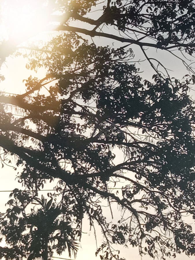 Evening Sun Behind a Shady Tree Stock Image - Image of woodland ...