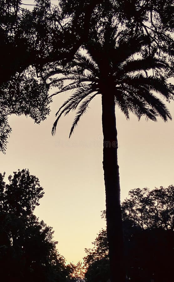 Evening Sun Descending Below the Tree Line Stock Photo - Image of ...