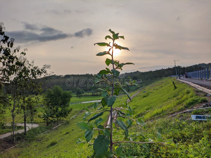 The Evening Sun Hiding Behind the Leaves Stock Image - Image of forest ...