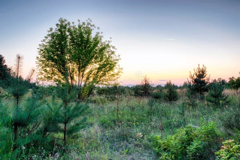 A Field with Trees Illuminated by the Setting Sun Stock Photo - Image ...