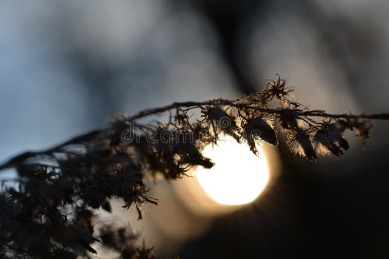 Evening sun light glowing stock photo. Image of deep - 135907998