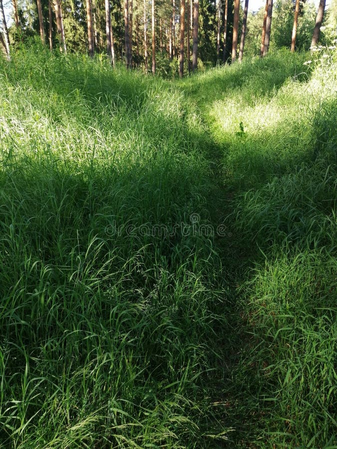 Evening Sun in the Pine Forest and a Bright Day among the Forest ...