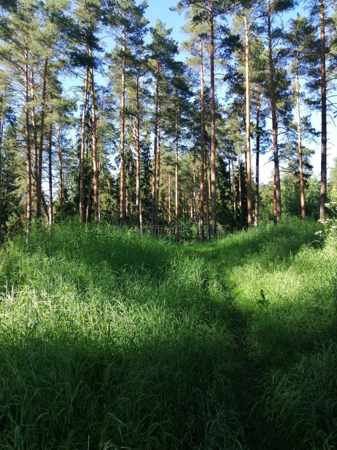 Evening Sun in the Pine Forest and a Bright Day among the Forest ...