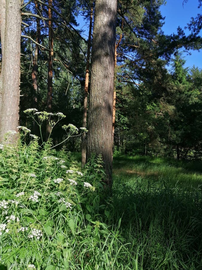 Evening Sun in the Pine Forest and a Bright Day among the Forest ...
