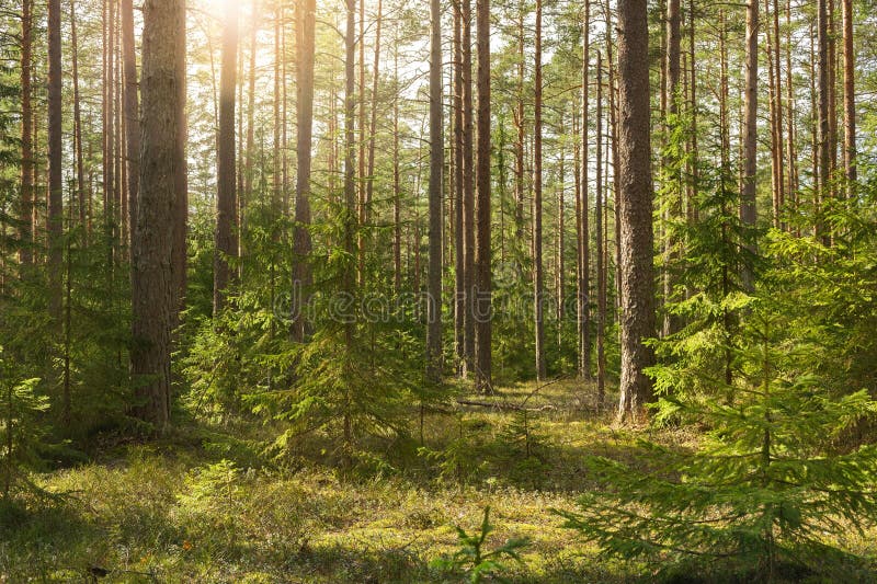 Evening Sun in the Pine Forest, Wild Forest with Rising Sun Behind the ...