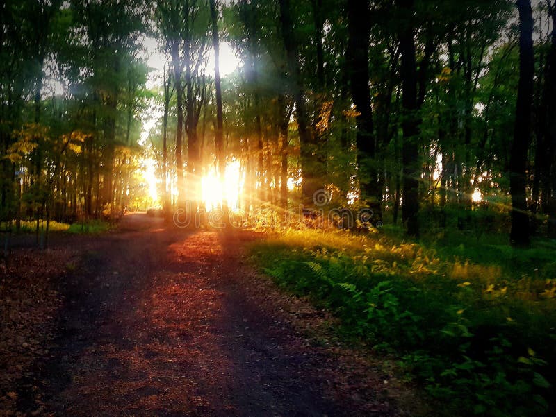 Evening Sun Rays Seen through Forest Trees, Poland Stock Photo - Image ...