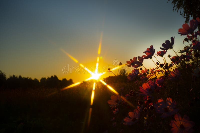 The Evening Sun Sets in the Flowers Stock Image - Image of countryside ...