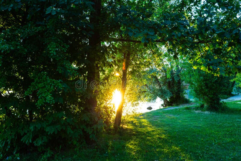 Evening Sun between the Trees Stock Photo - Image of evening, upper ...