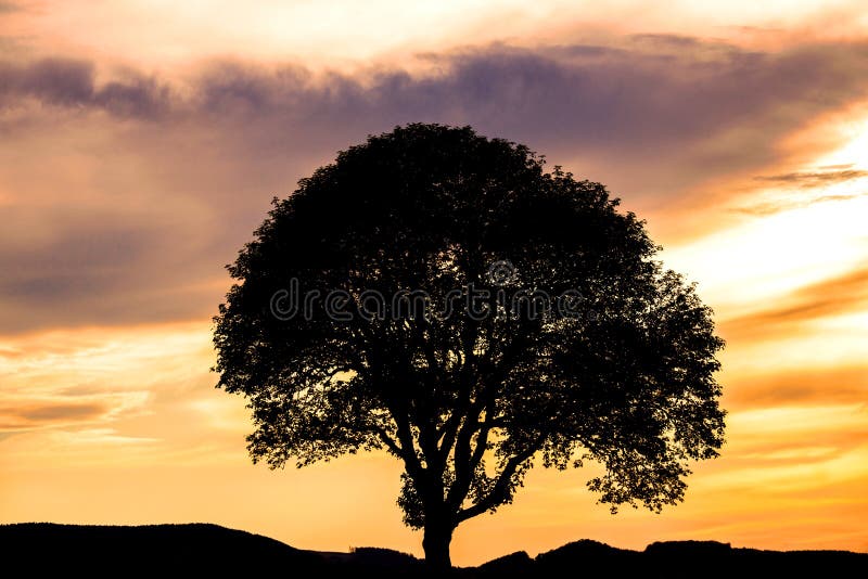 Evening Sundown Tree Shadow Panorama Stock Image - Image of sundown ...