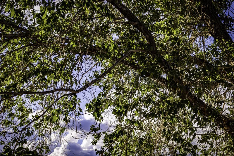 Evening Sunlight Dancing on Tree Leaves Stock Photo - Image of tree ...