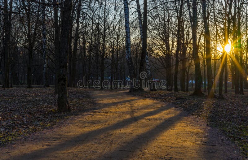 Evening Sunlight Filters through Trees on a Park Trail Stock Image - Image of filters, sunlight ...