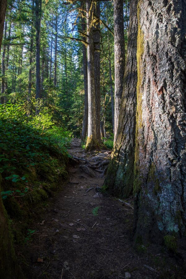 Evening Sunlight through Forest at Mount Baker in Washington State ...
