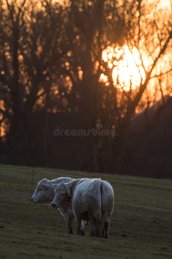 Evening Sunset With Cattle In A Pasture Picture. Image: 115159415