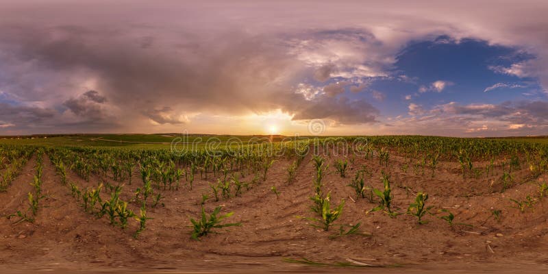 Evening Sunset Hdri Panorama 360 View among Farming Corn Fields with ...