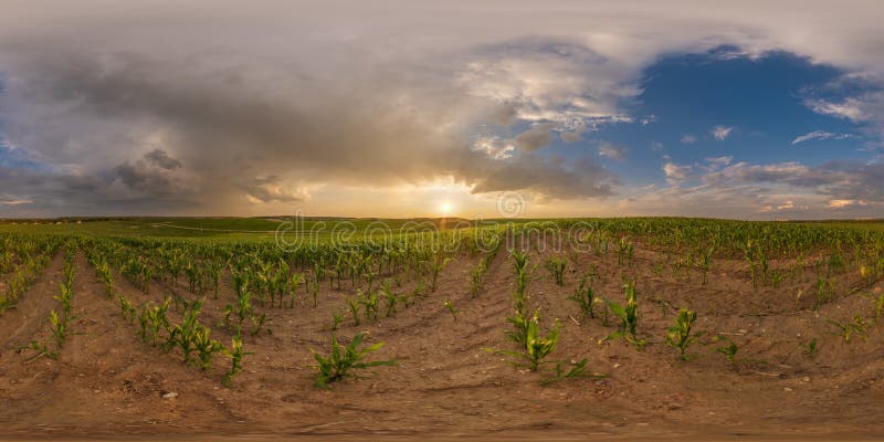 Evening Sunset Hdri Panorama 360 View among Farming Corn Fields with ...