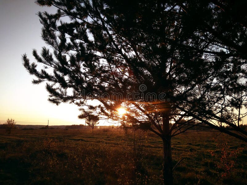 Evening Sunset the Sun in the Sky through the Tree in the Branches ...