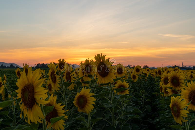 Evening Sunset in the Sunflower Garden Stock Photo - Image of summer ...