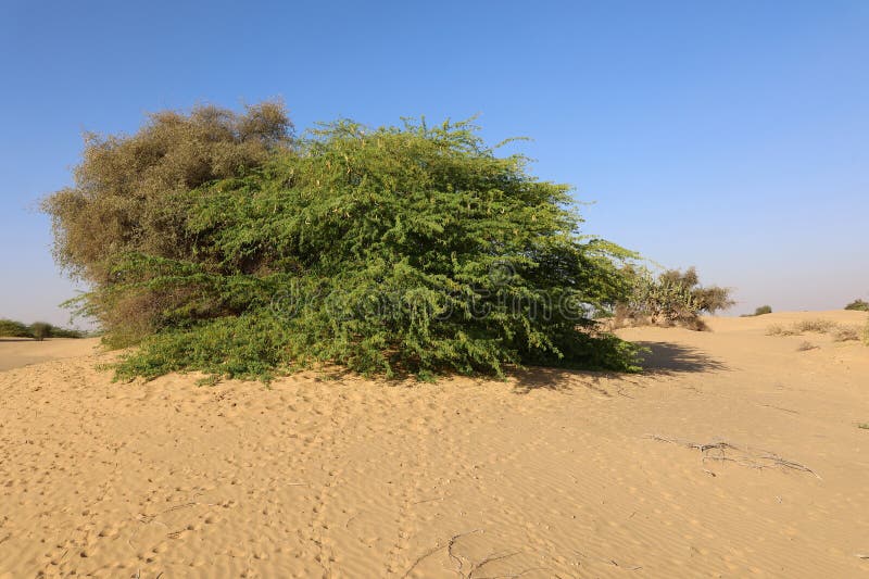 Evening in Thar Desert in Rajasthan Stock Image - Image of landscape ...