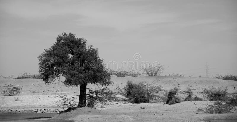 Evening in Thar Desert in Rajasthan Stock Photo - Image of gold, land ...