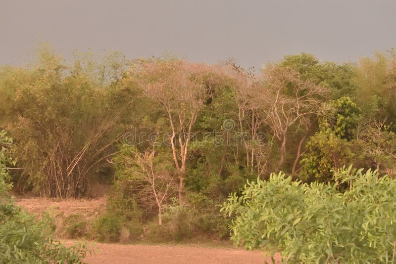 Evening Time Time Color Tree in India Stock Image - Image of scenery ...