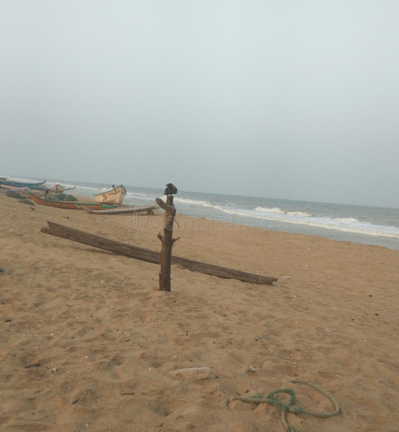 Evening Time Crow Sit in a Beach Nature Stock Image - Image of time ...