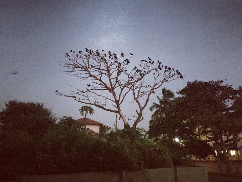 Evening time stock image. Image of crows, time, evening - 141739595