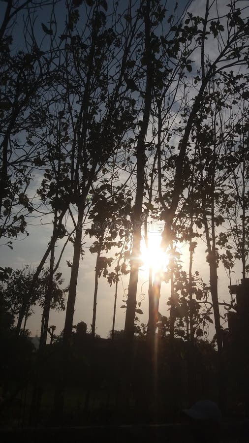 The Evening Time and Looks Forest so Beautifull Sun Flare Stock Photo ...