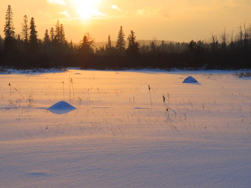 Evening Time in Winter Forest Stock Image - Image of park, evening: 3993699