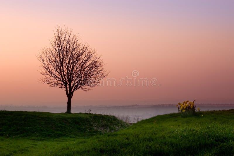 Evening tree stock image. Image of nature, mild, tree - 10997523