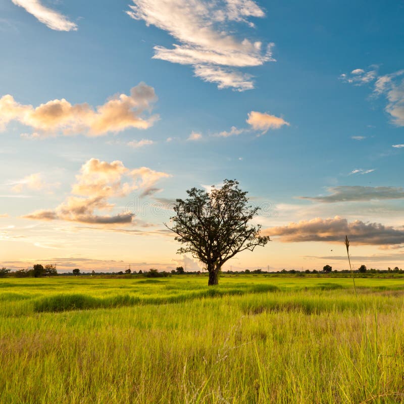 Evening tree stock photo. Image of tree, sunlight, scenery - 26717794