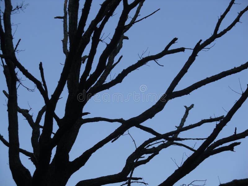 Evening tree blue sky stock image. Image of black, color - 42891083