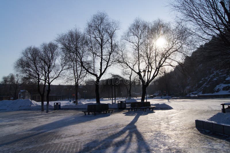 Evening Tree Shadow 2 stock image. Image of shadow, cool - 91318947