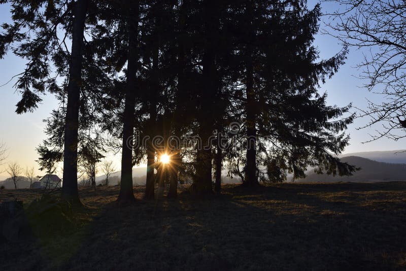 The Evening, the Tree Silhouette Stock Photo - Image of light, sunshine ...